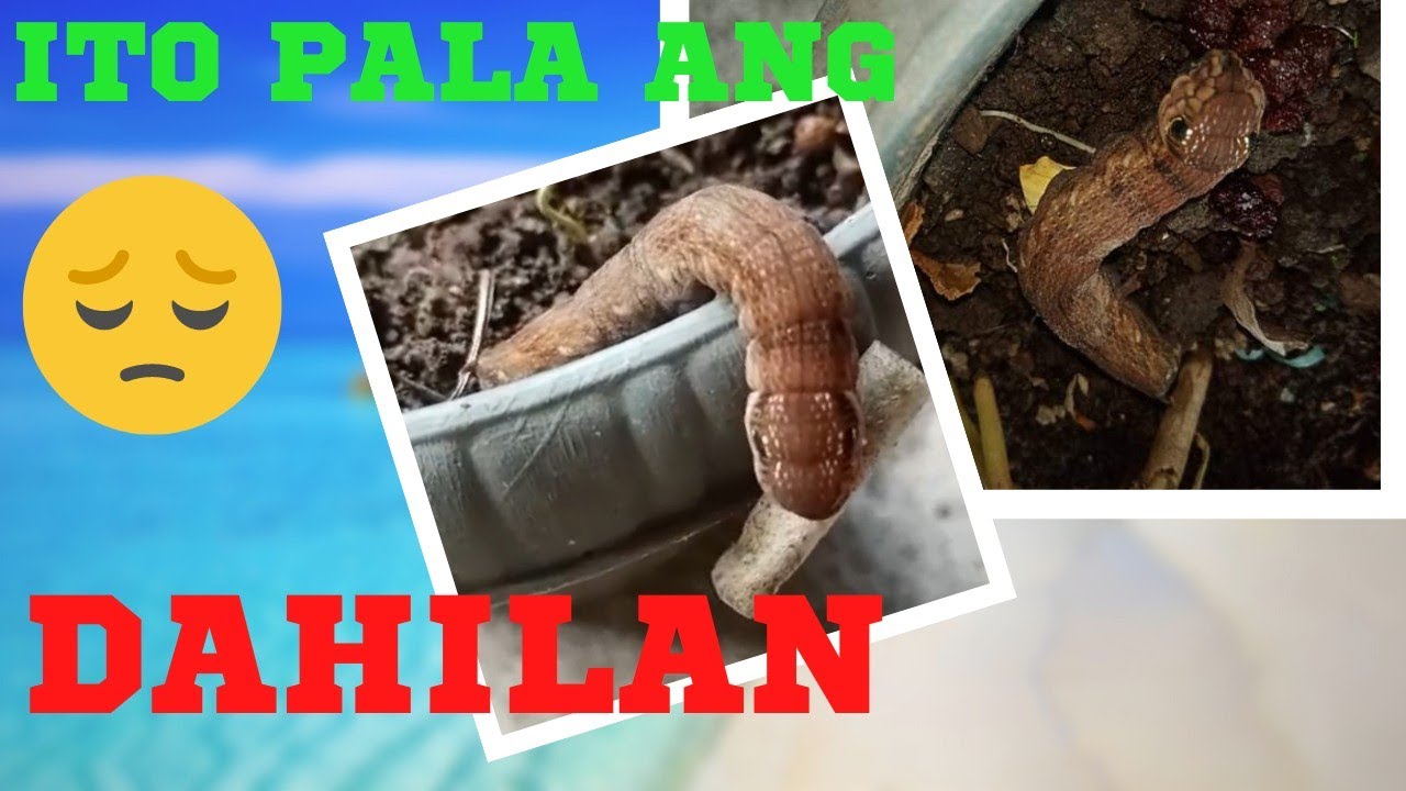 ITO PALA ANG DAHILAN KAYA NAUUBOS ANG DAHON NG HALAMAN'ANONG URI KAYA ...