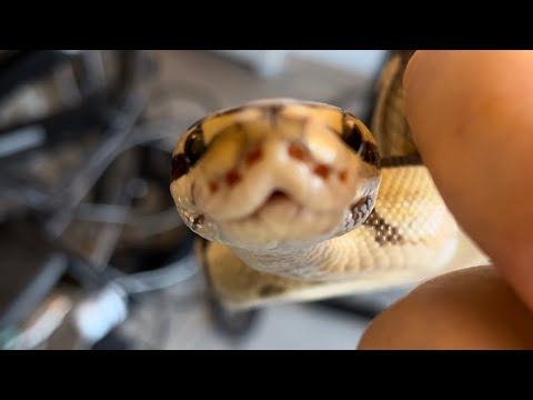 Awesome New Snake From Beast Morphs - Unboxing! - YouTube