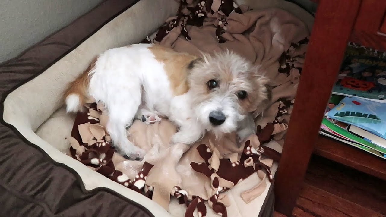 Making A Dog Hideout - YouTube