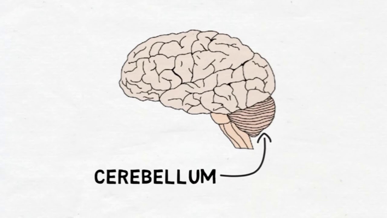 CEREBELLUM | NEUROANATOMY & NEUROPHYSIOLOGY | LAYERS OF CEREBELLUM ...