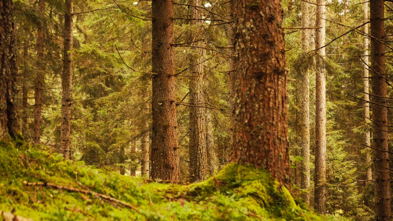 Lord Randal - Celtic Guitar Ballad - YouTube