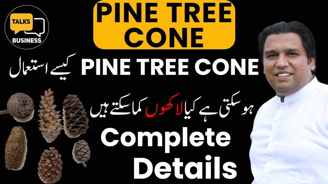 How to Use Pine Tree Corn as Fertilizers in Pakistan - A Complete Step ...