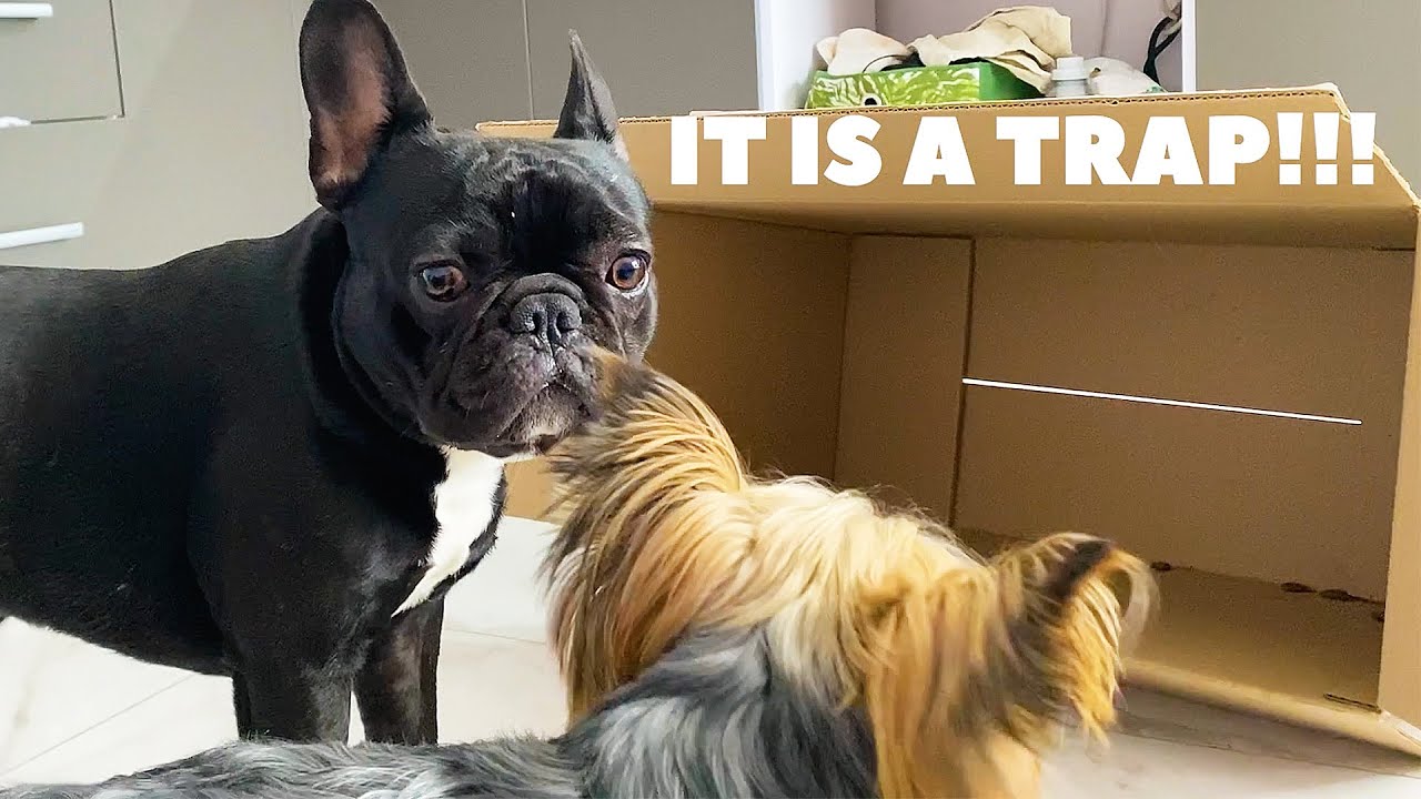 Dog box trap. French Bulldog and Yorkshire Terrier - YouTube