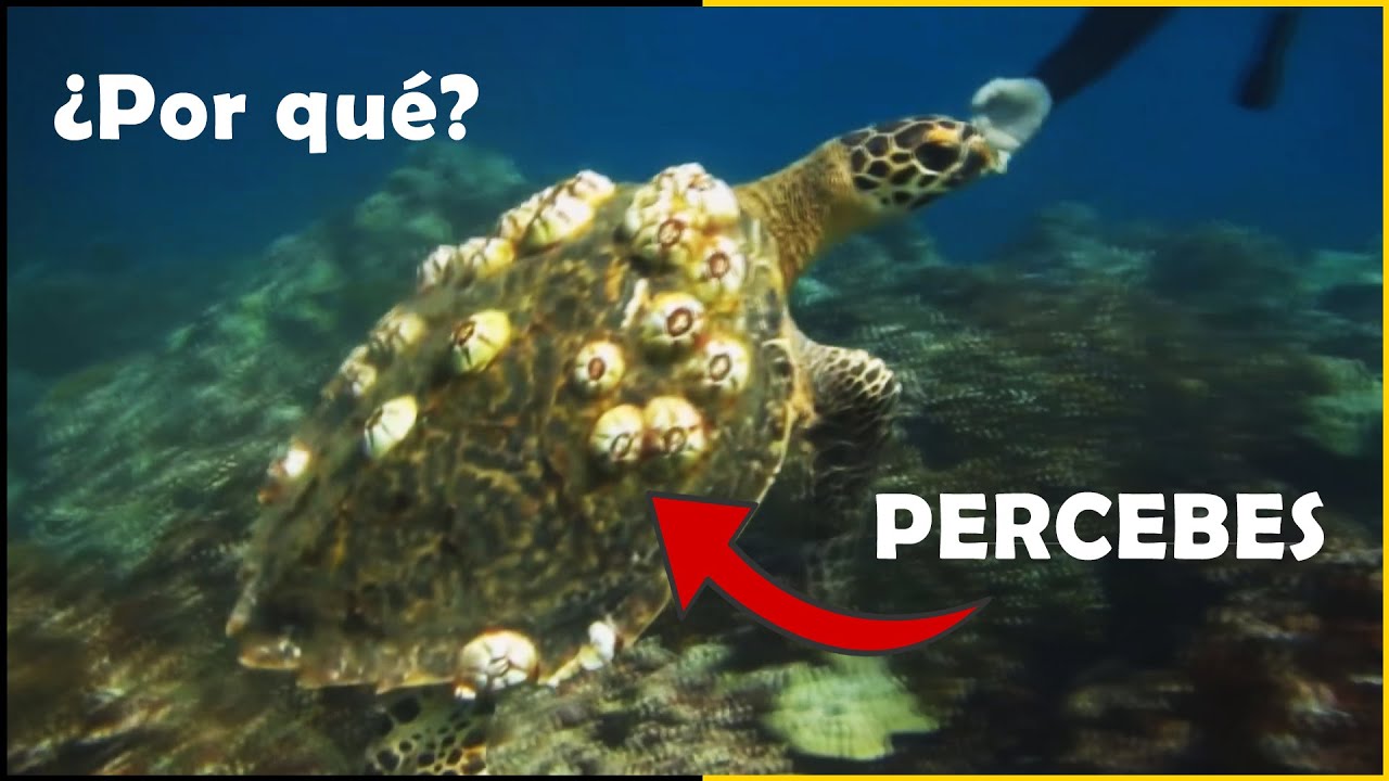 ¿Por Qué los PERCEBES se Pegan al Cuerpo de las TORTUGAS MARINAS? 🐢 Qué ...
