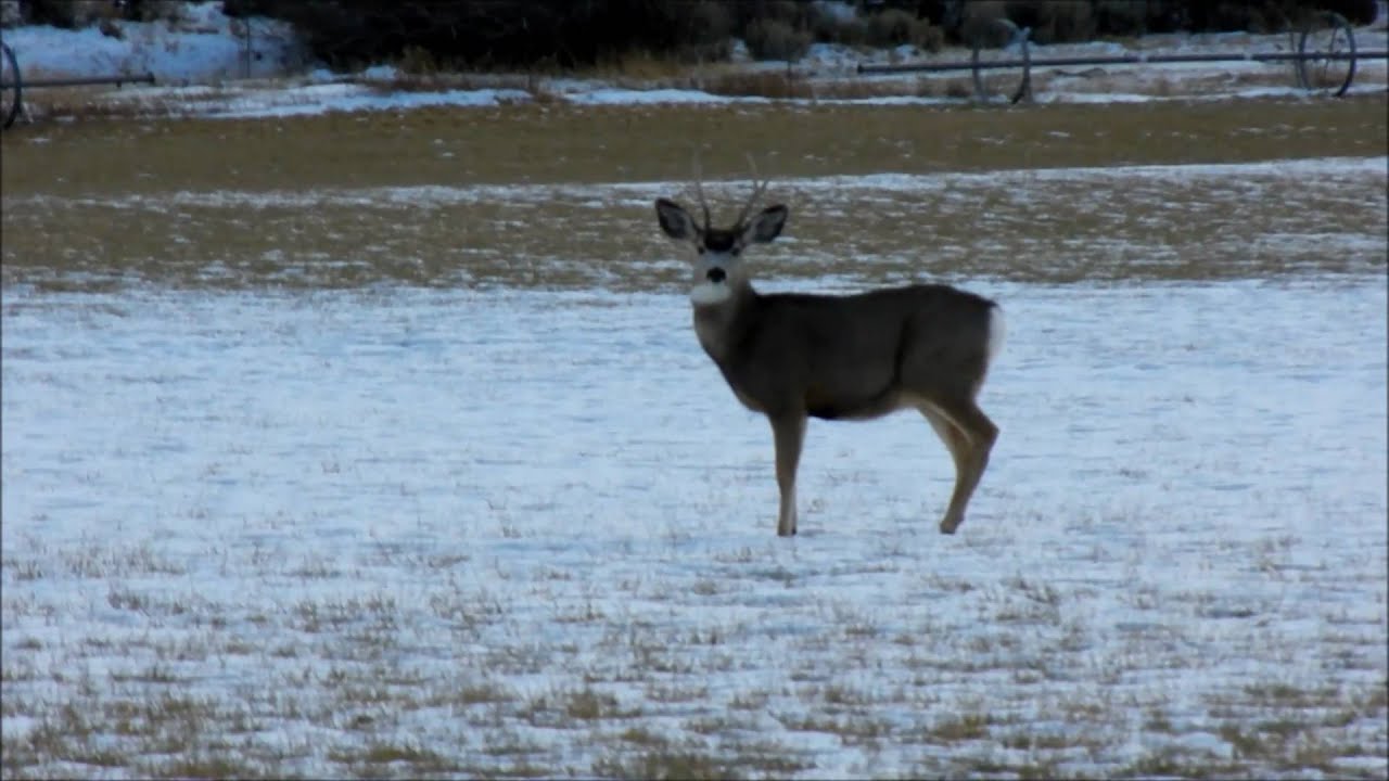 Mule Deer on the Run - YouTube