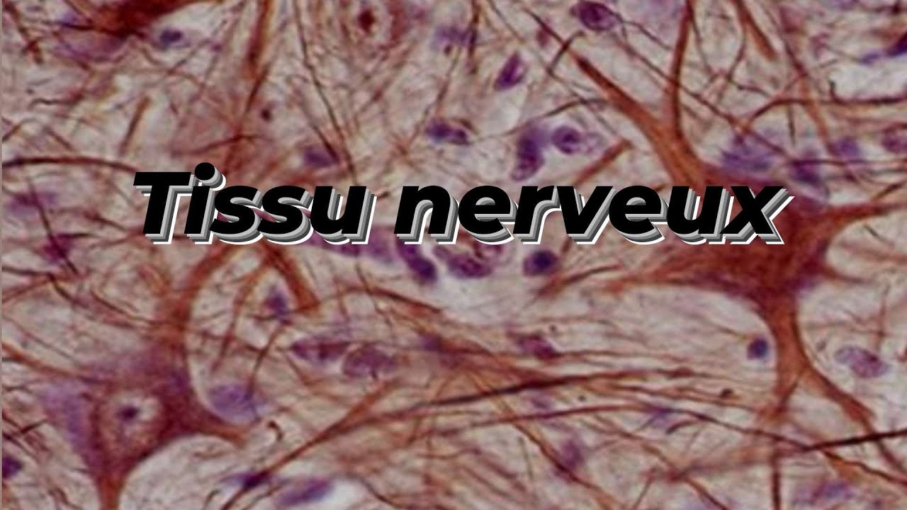 TISSU NERVEUX - YouTube