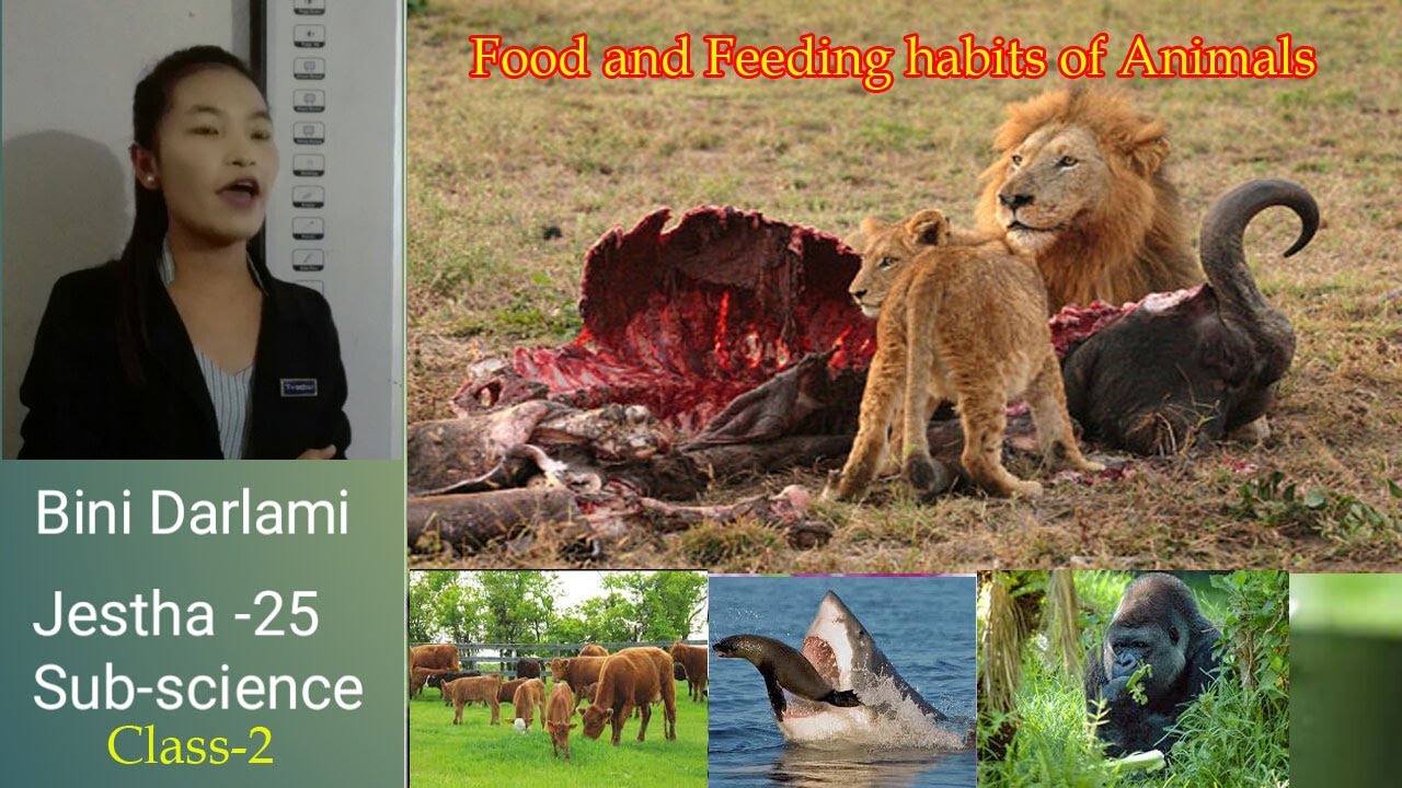 Food And Feeding Habits Of Animals YouTube food-and-feeding-habits-of-animals-youtube