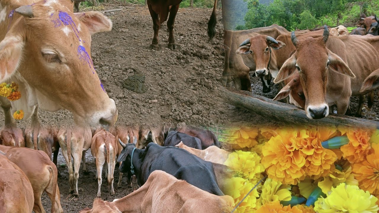 my cows ️ - YouTube