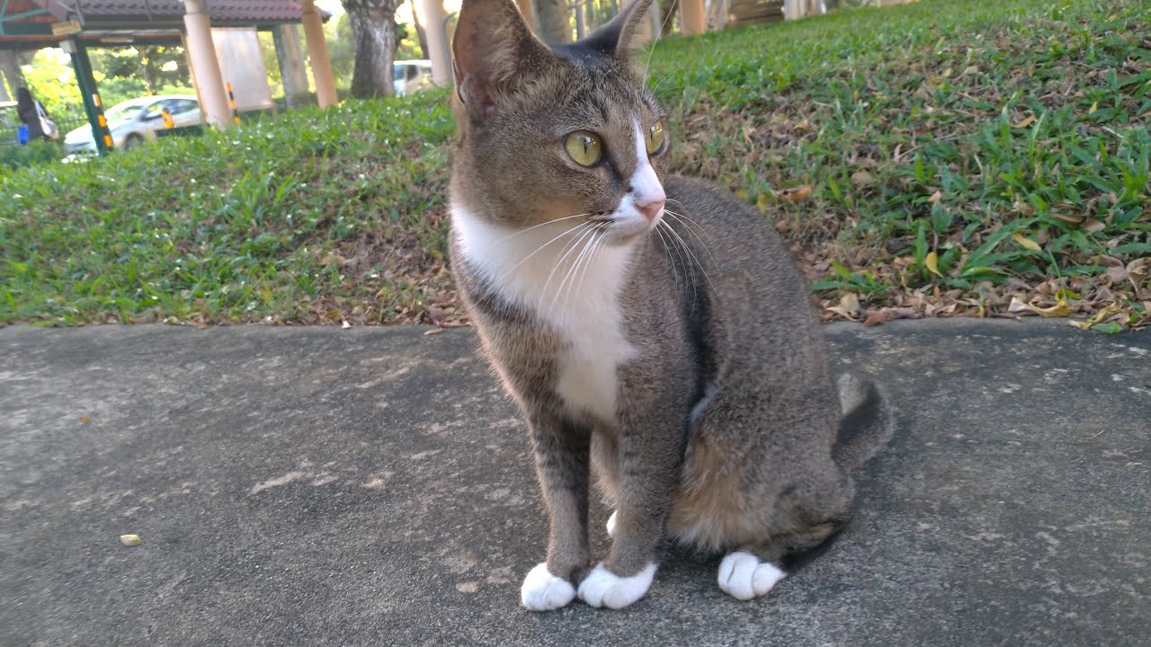 Cute Beautiful Cat with White Socks 4K - YouTube