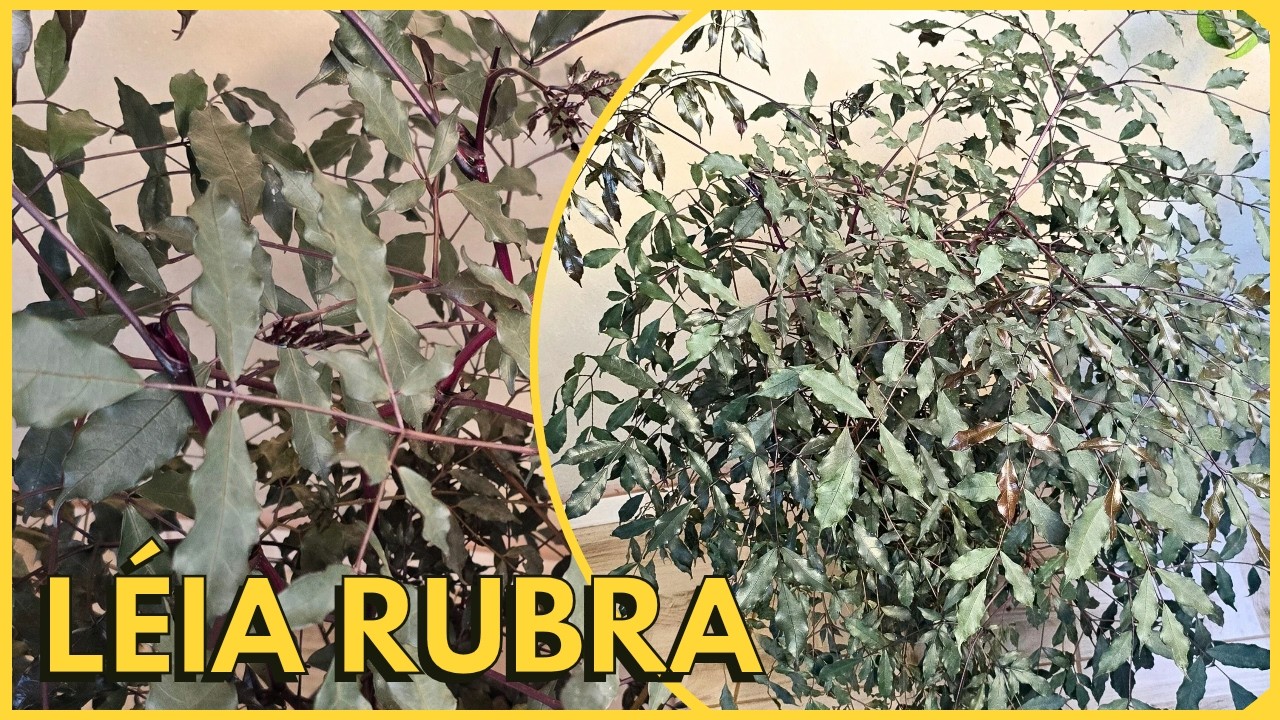 LÉIA RUBRA OU LÉIA VERMELHA COMO CULTIVAR ESSE ABUSTO LINDO E COLORIDO🪴 ...