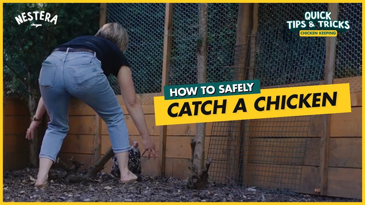 How To Safely Catch A Chicken - YouTube