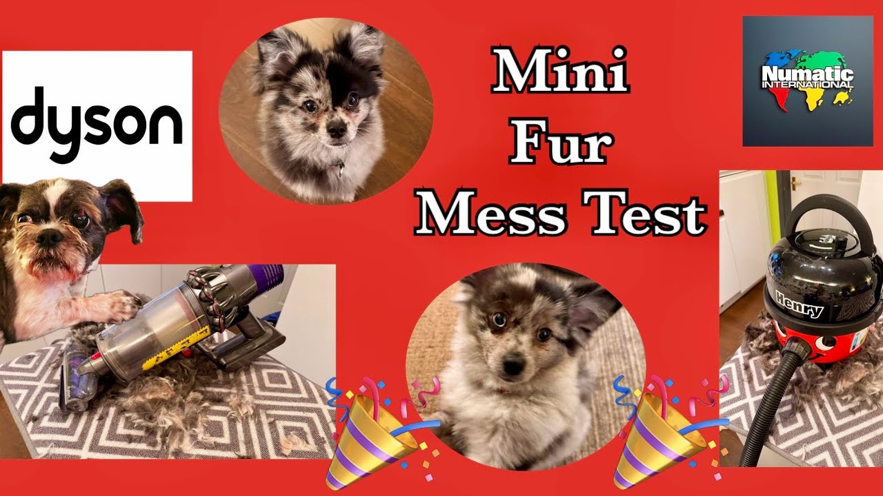 Mini Fur Mess Test Dyson & Numatic! @beko1987 @tastyclassics - YouTube