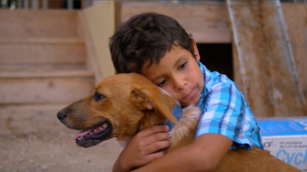 Community Outreach at The Animal League of Green Valley - YouTube