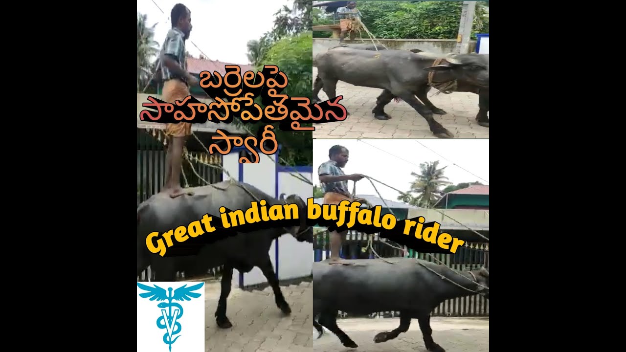 బర్రెలపై సాహసోపేతమైన స్వారీ| Great indian buffalo rider - YouTube