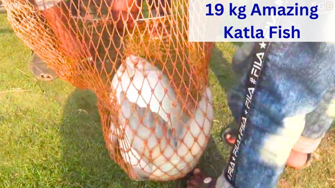 19 kg Amazing Katla Fish Catching Big Fish in Village Pond দানদ কাতল ...