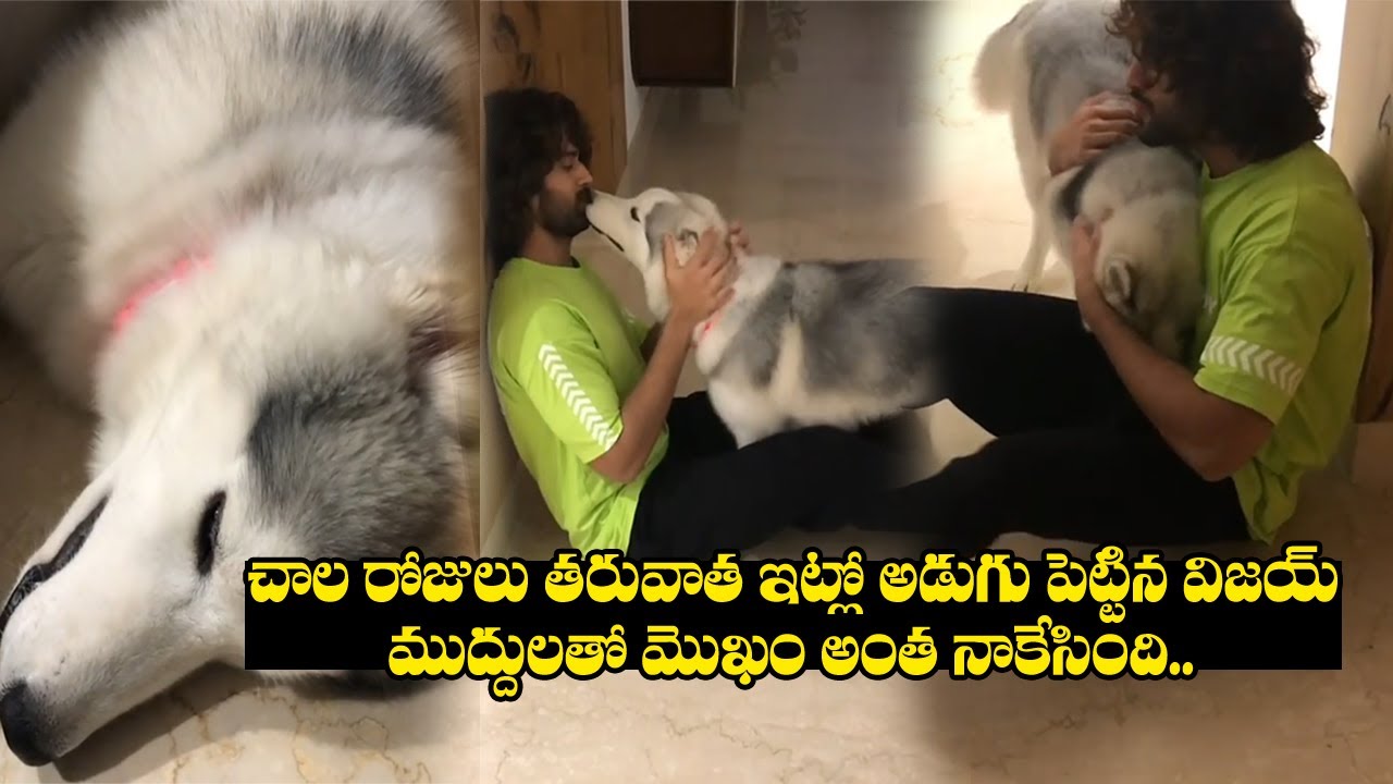 Vijay Devarakonda Super Cute Reaction On His Pet Dog STORM || Andhra ...