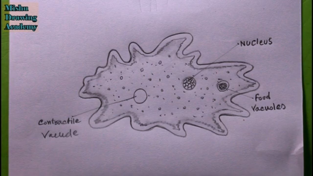 how to draw amoeba easy way/amoeba drawing - YouTube