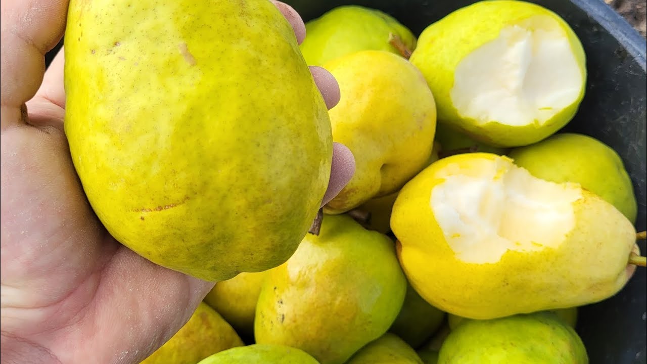 Livada de pere soiul Wiliams. Am cules primele fructe din pomii în anul ...