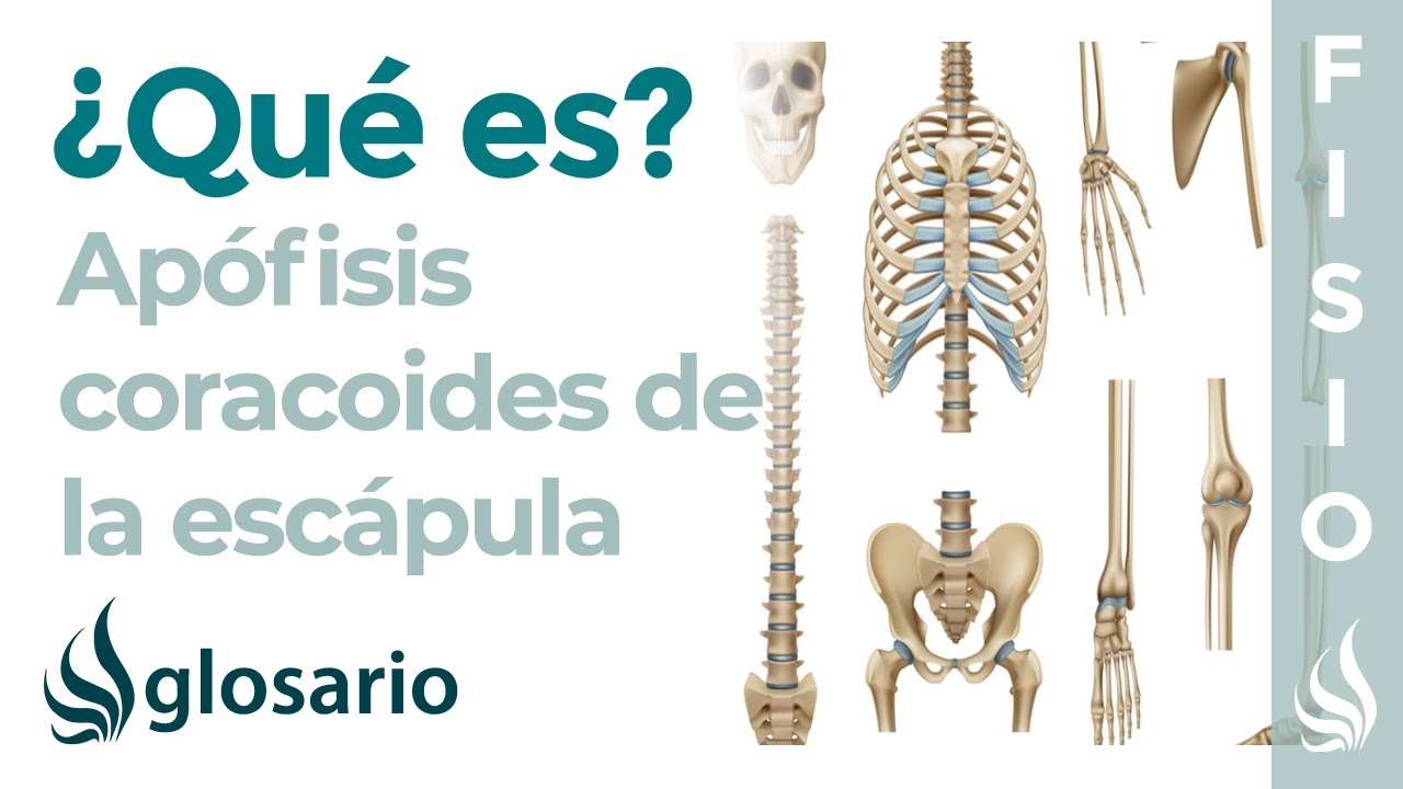 APÓFISIS CORACOIDES | Qué es, qué significa, ubicación, función y ...