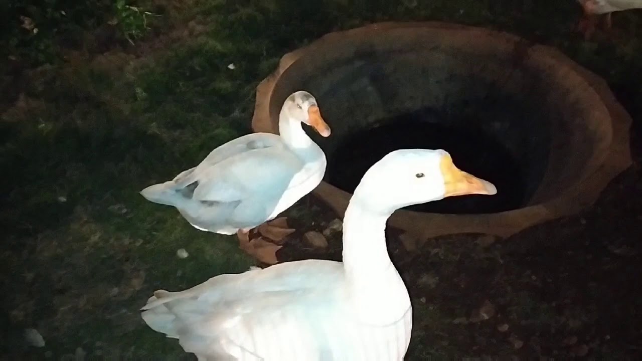 Watch rabbits eye magic on rabbits glow eyes - YouTube