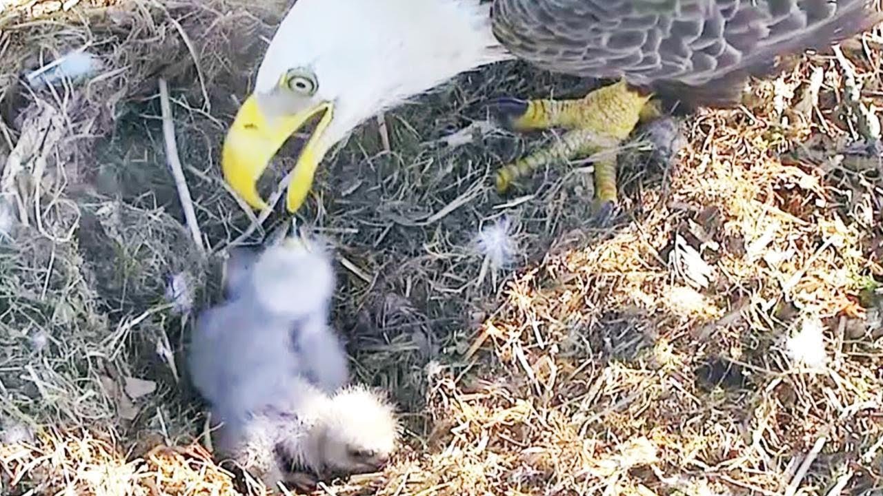 Bald Eagle Parents Welcome Second Eaglet - YouTube