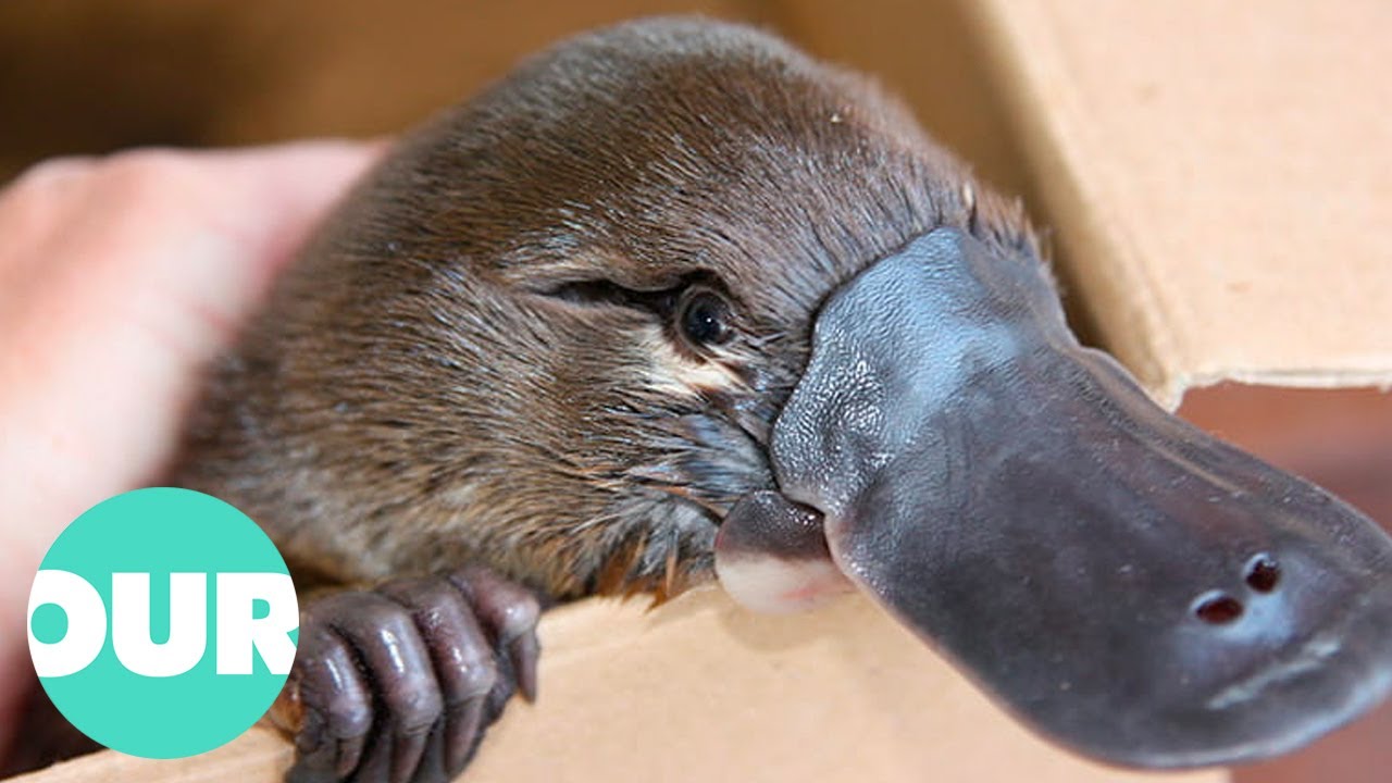 Finding The Elusive Australian Platypus | Extraordinary Animals | Our ...