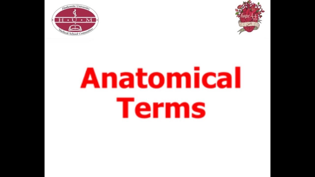 Anatomical Terms Of Movement YouTube Anatomical Terms Of Movement YouTube