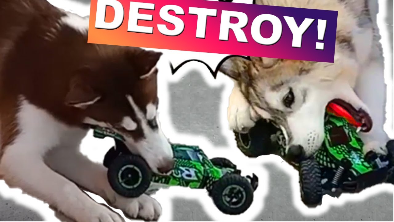 Huskies Search And Destroy RC Car | Dogs Chase Fetch Eat RC Car ...