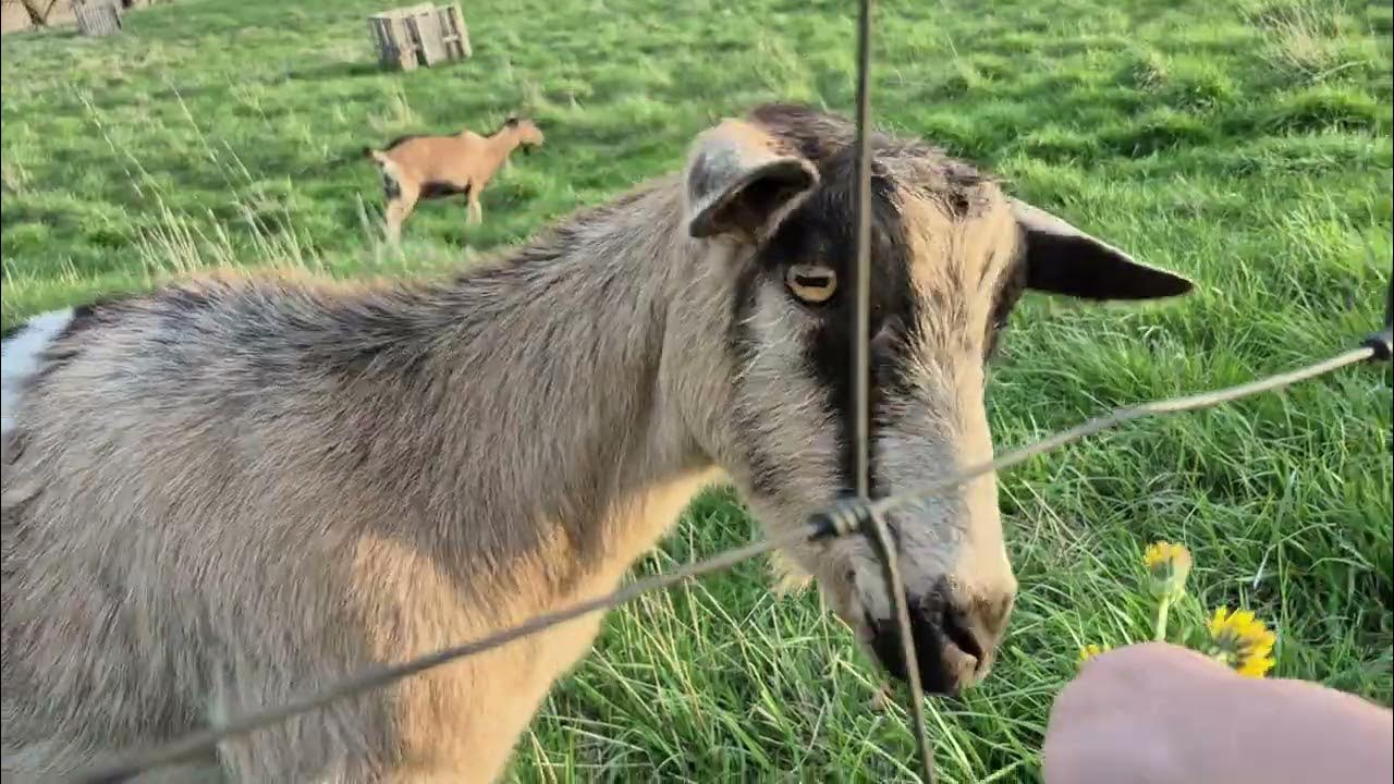 Goat Snacks! - YouTube