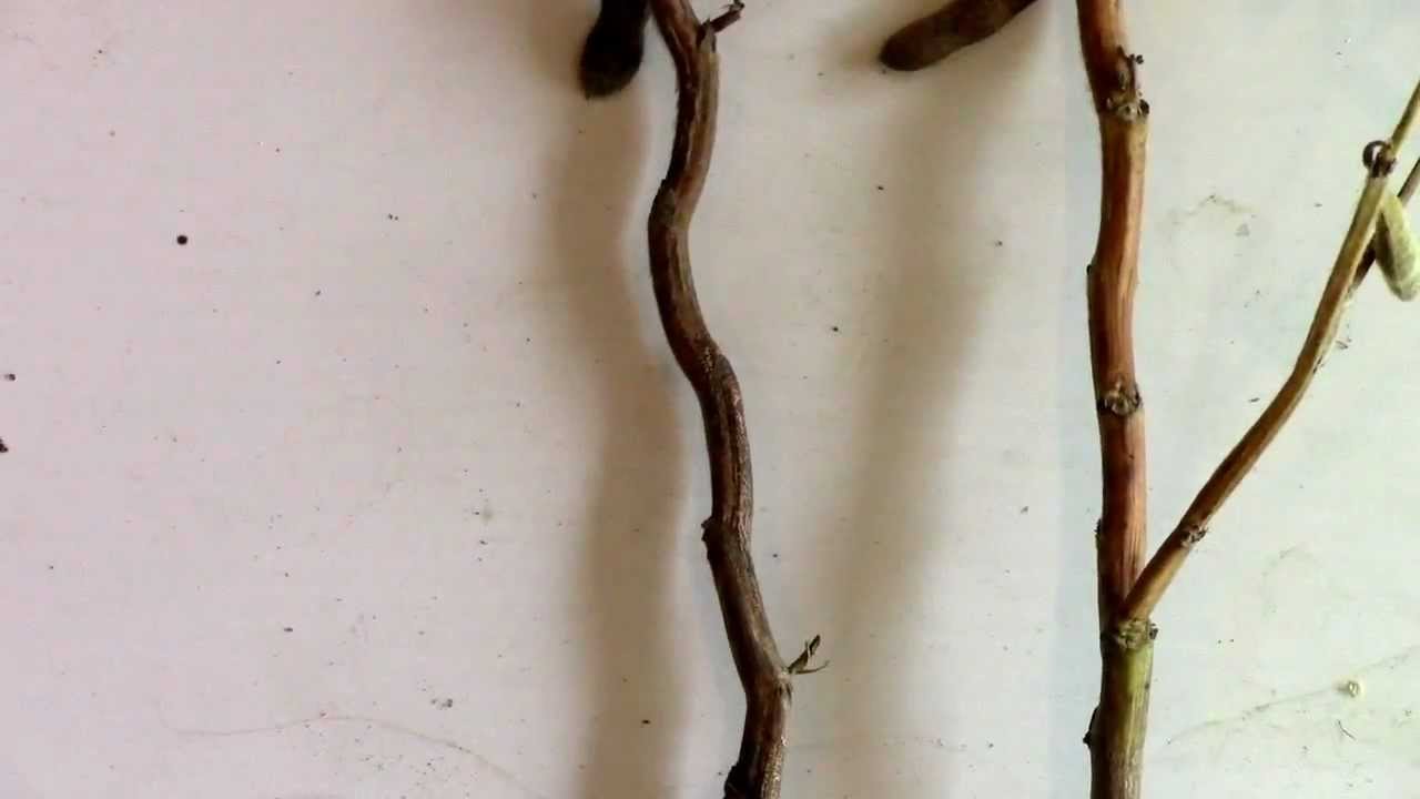 Charcoal Rot Symptoms in Soybeans - YouTube
