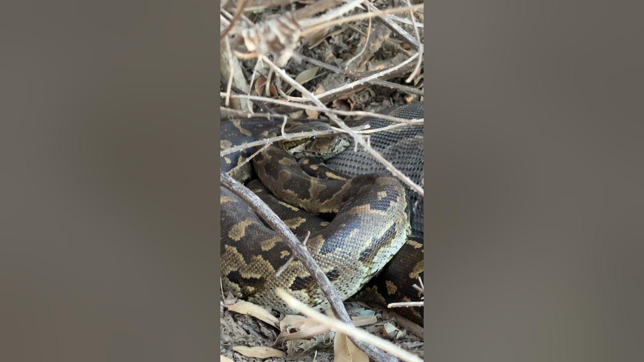 I am going to introduce you to one of the largest African Rock Pythons ...