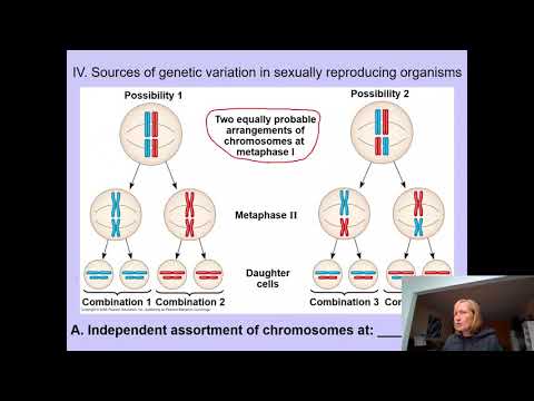 Chapter 13 sources of variation in sexually reproducing organisms - YouTube