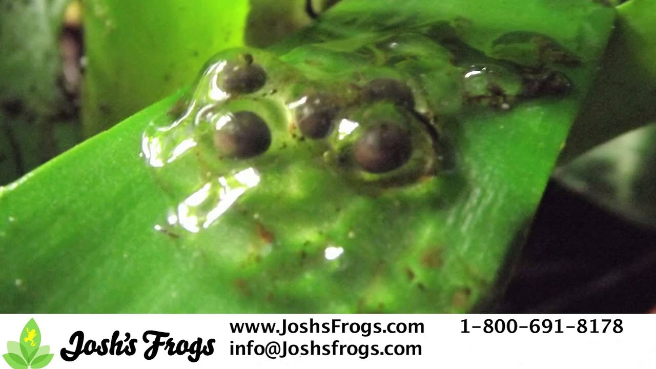 How to Take Care of Reed Frog Eggs - YouTube