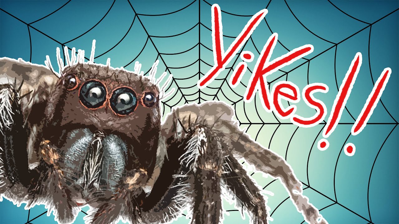 Spiders for Kids || Animals for Kids || Science for Kids - YouTube