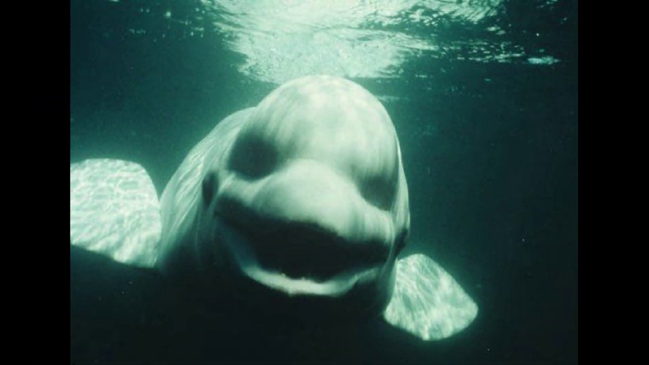 Thalassophobic Images with Unnerving Ocean Ambiance - YouTube