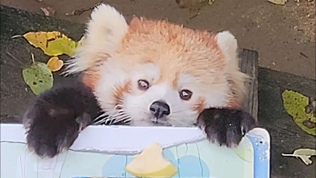 【リンゴを上手に探すレッサーパンダのニーコとレイファ】～Nishiyama Zoo red pandas～ - YouTube