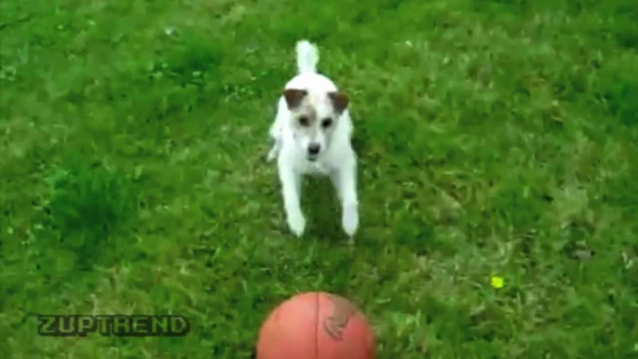 Dog trick balancing a ball on head - YouTube