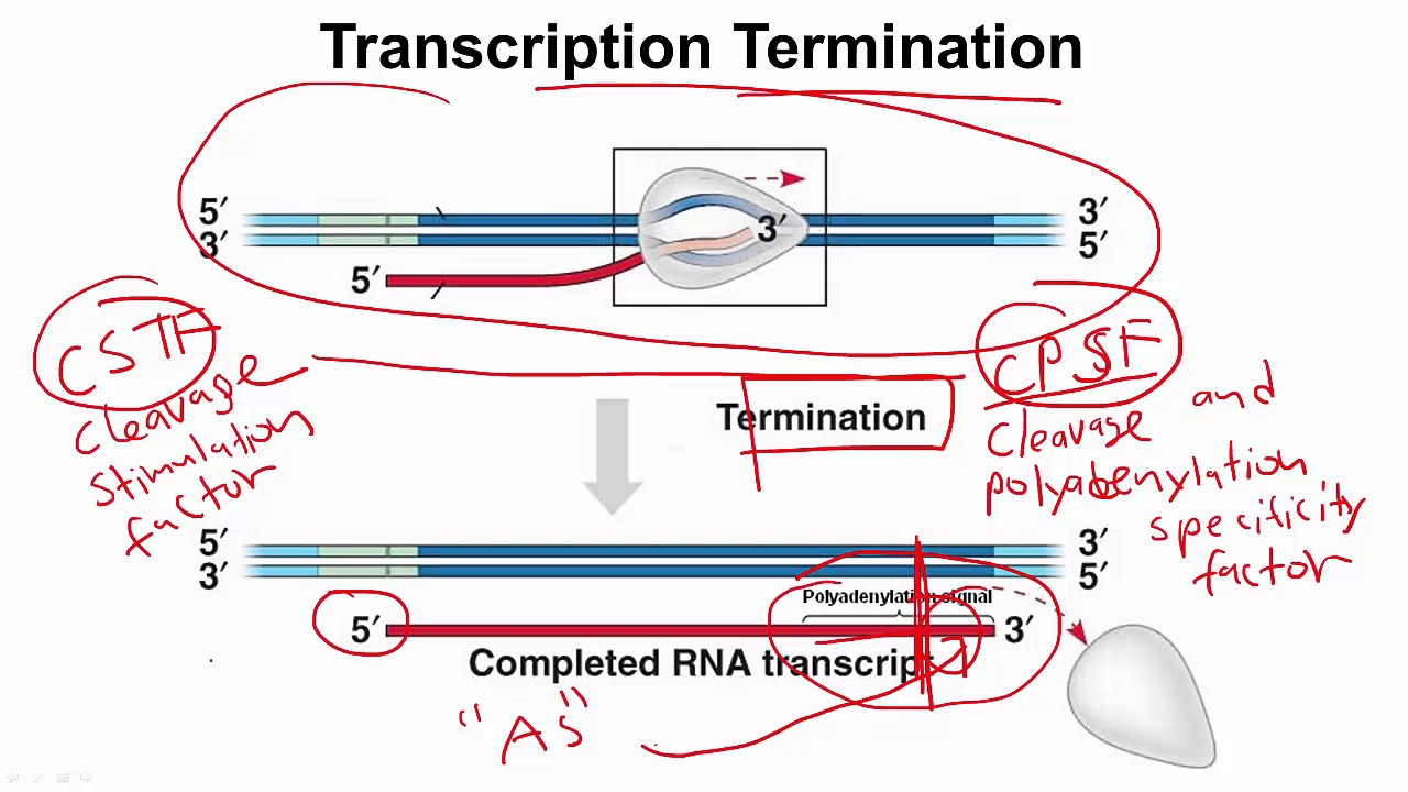 [Molecular Biology Basics] Lesson 8 - DNA transcription (Part 2) - YouTube