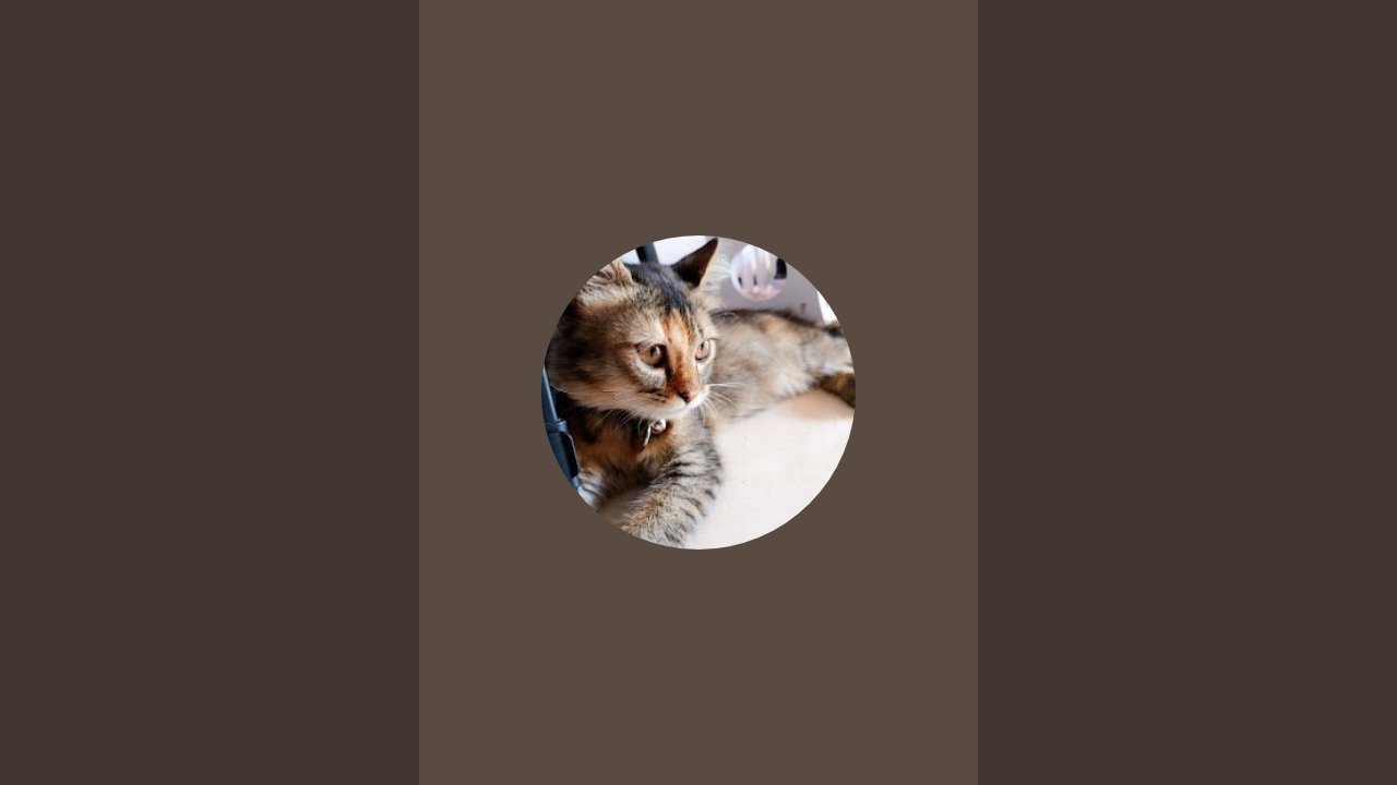 Daily Cat Olin sedang live sekarang! - YouTube