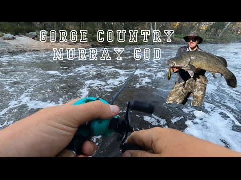Cod Open In The Gorge Country (Murray Cod Fishing Australia) - YouTube