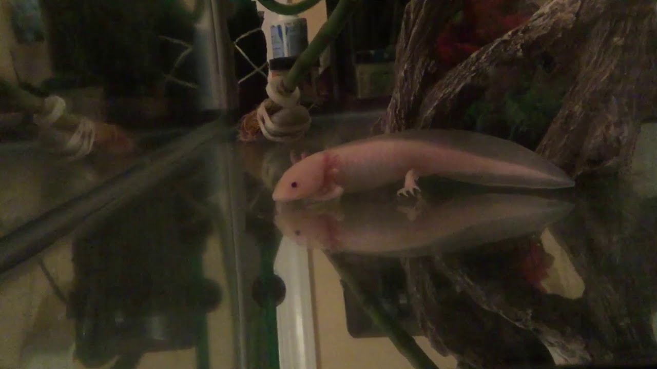 AXOLOTL TURNS THEIR HEAD THE OTHER WAY!!!!!!! - YouTube