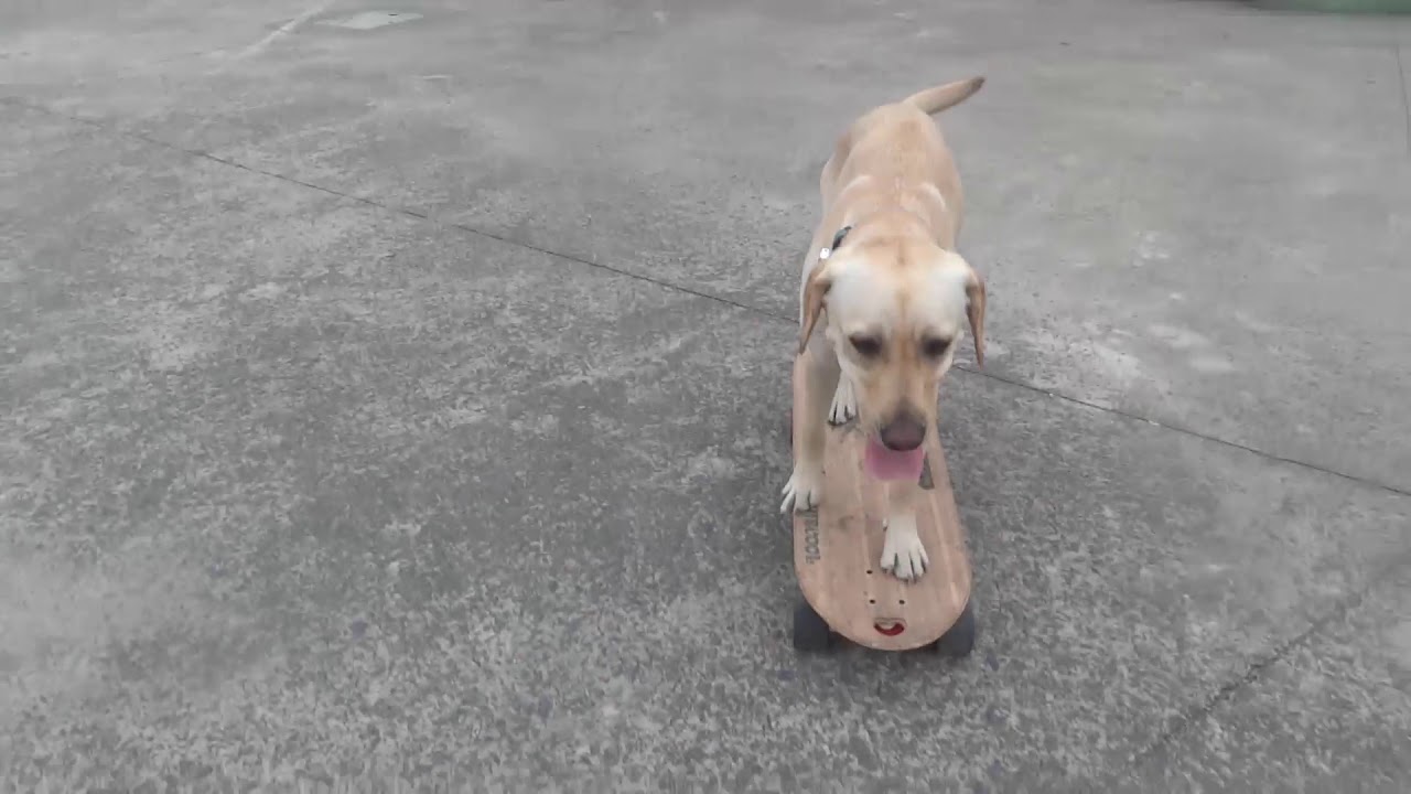 Skateboarding dog (Labrador) - YouTube