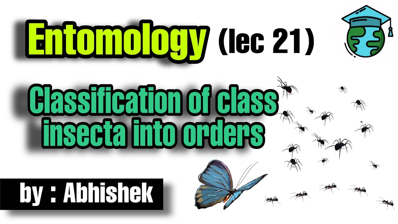 Class Insecta Orders