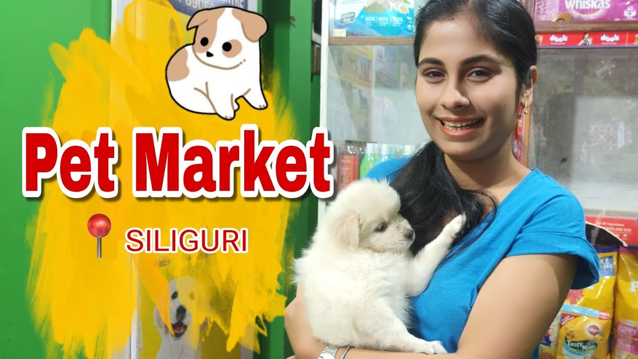 Siliguri Dog Shop🔥Siliguri Dog Market! Siliguri Pet Market🔥Best Pet ...