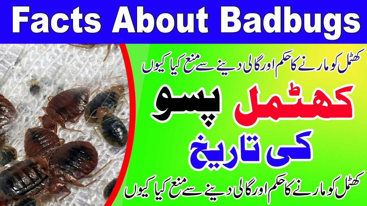 پسو یعنی کھٹمل کو گالی دینے سے کیوں منع کیا گیا || Khatmal || Facts ...