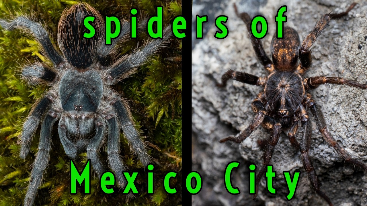 RARE Tarantula FOUND IN NATURE in Mexico! Along w/ other things - YouTube