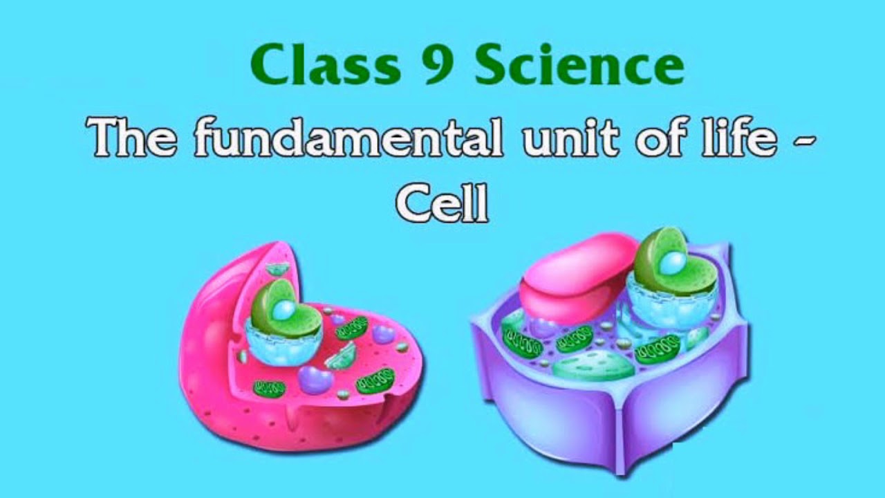 Three Main Parts Of A Cell With Their Features And Functions YouTube three-main-parts-of-a-cell-with-their-features-and-functions-youtube