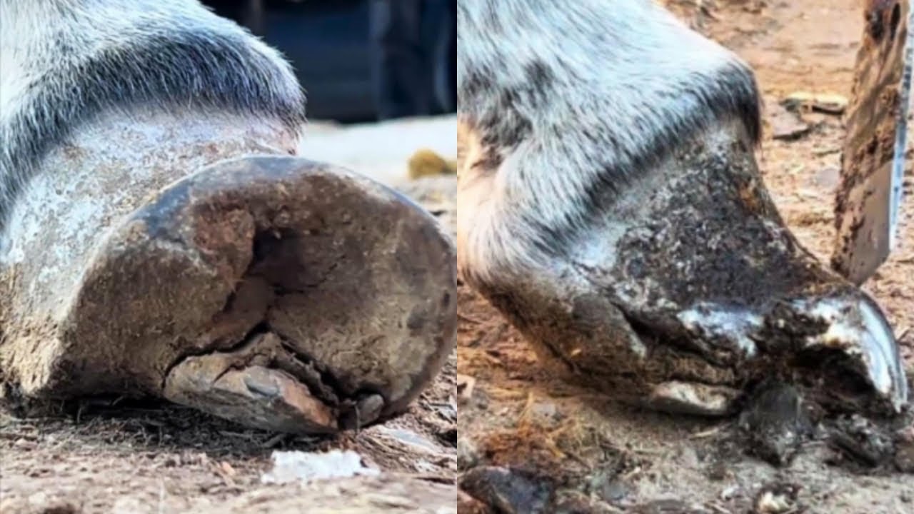 Curled And Deformed Donkey Hoof, The Master Cuts Off The Rotten Hoof ...