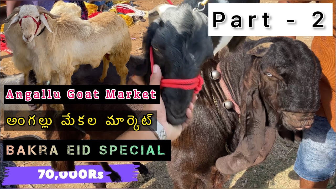 Angallu Goat & Sheep Market Every Saturday | 10-June-2023 (Part-2) # ...