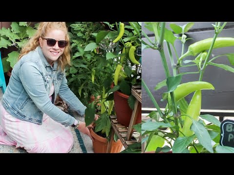 Growing Banana Peppers in Containers | Urban Balcony Garden